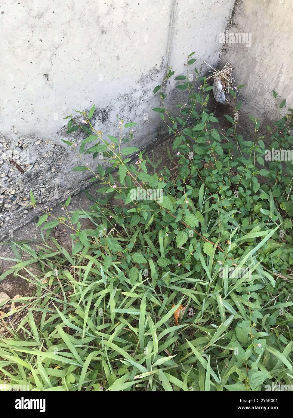 Pyramid Flower (Melochia pyramidata) Plantae Stock Photo - Alamy