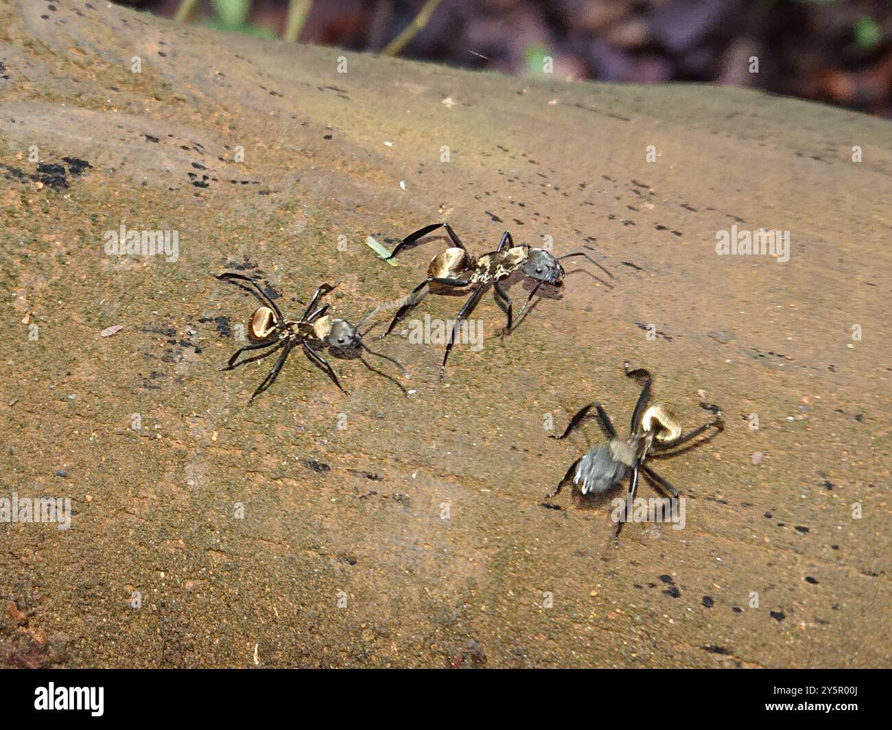 Shimmering Golden Sugar ant (Camponotus sericeiventris) Insecta Stock ...