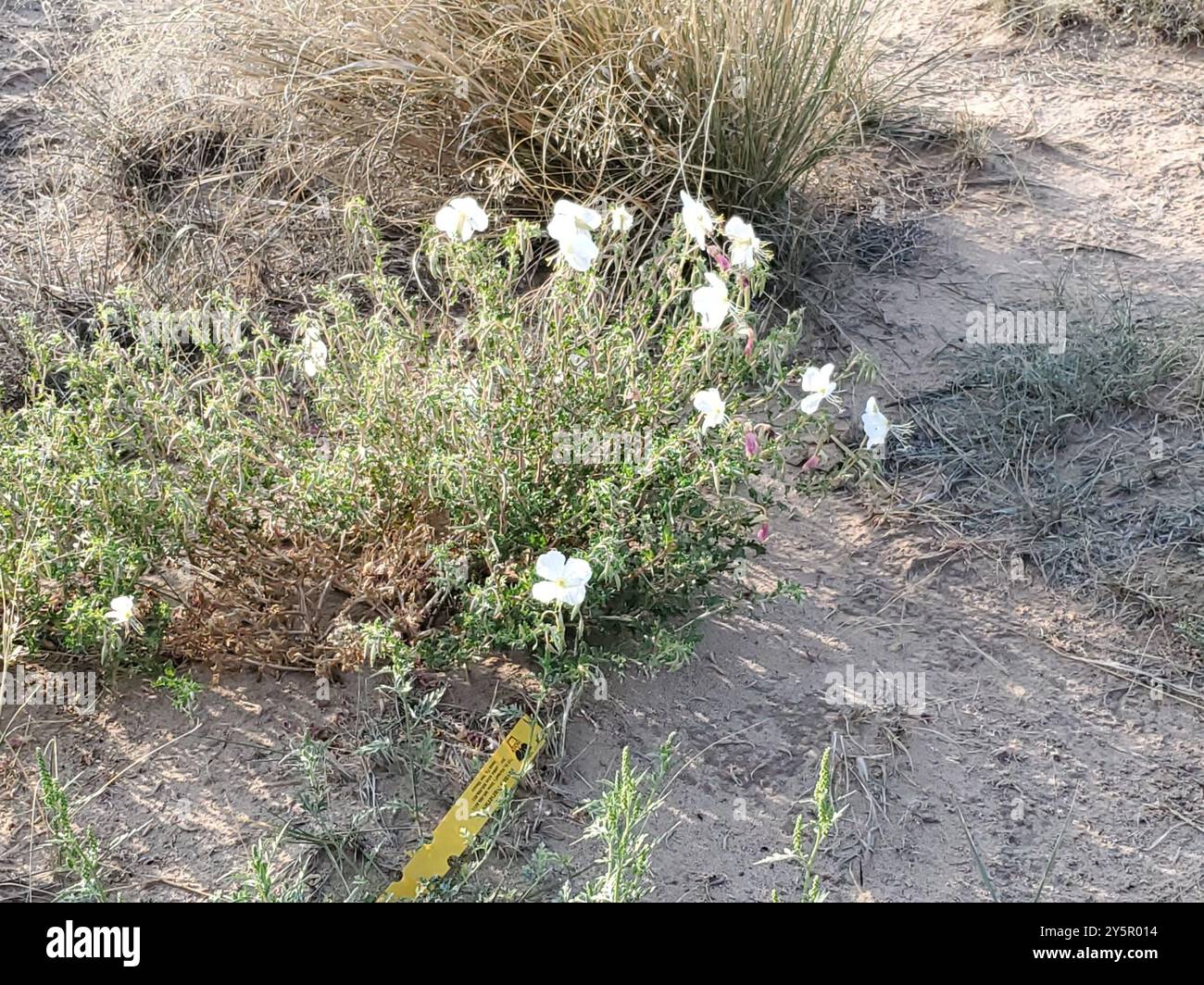 Pale Evening Primrose (Oenothera pallida) Plantae Stock Photo - Alamy