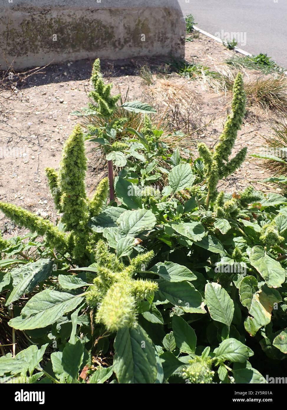 Redroot Amaranth (Amaranthus retroflexus) Plantae Stock Photo - Alamy