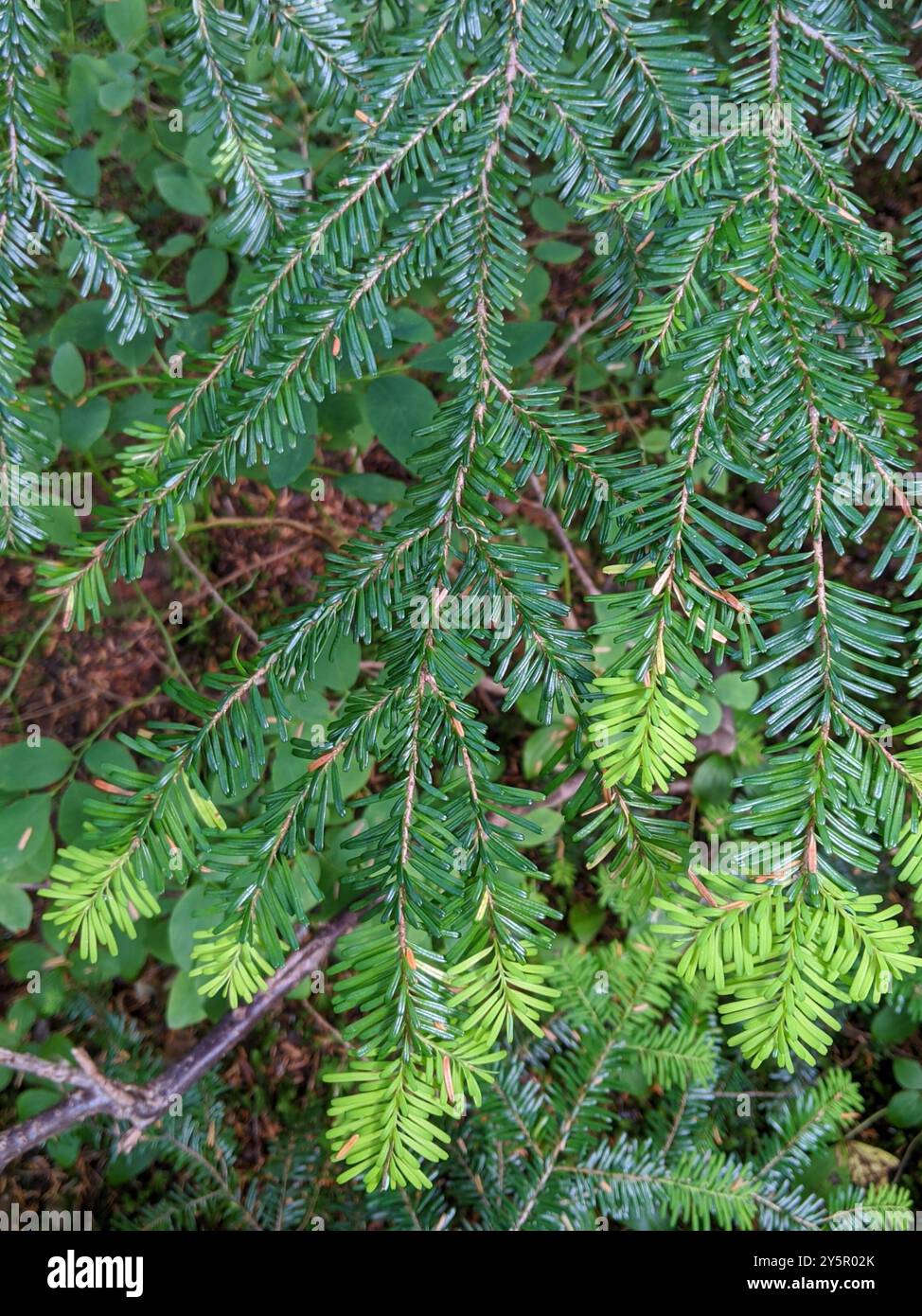 Pacific silver fir (Abies amabilis) Plantae Stock Photo - Alamy