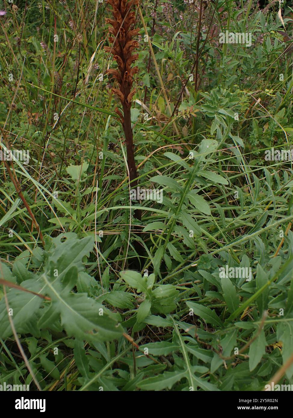 Knapweed Broomrape (Orobanche elatior) Plantae Stock Photo - Alamy