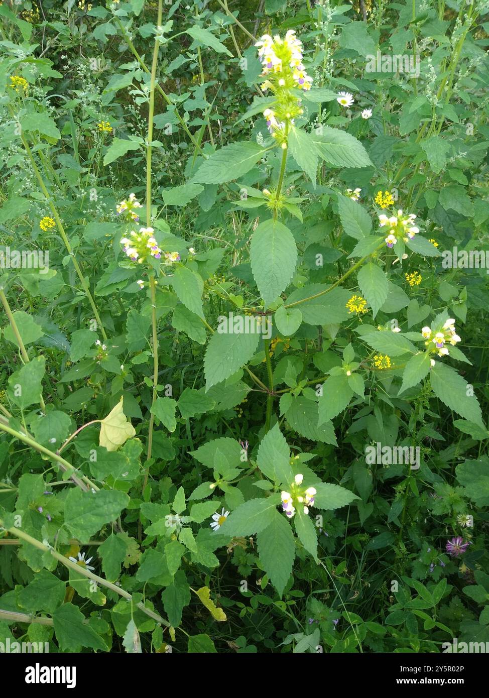 Large-flowered Hemp-nettle (Galeopsis speciosa) Plantae Stock Photo - Alamy
