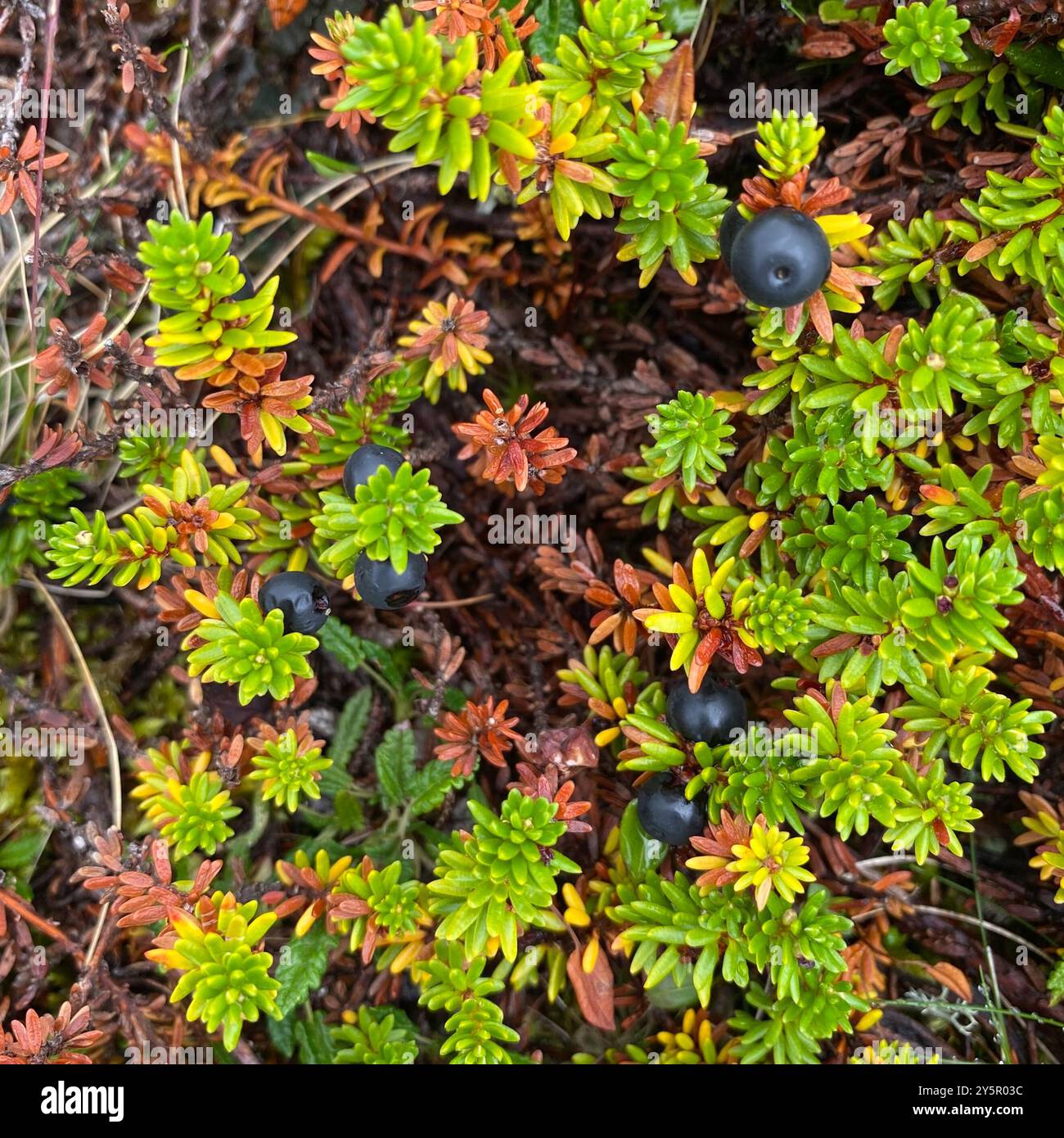 black crowberry (Empetrum nigrum) Plantae Stock Photo - Alamy