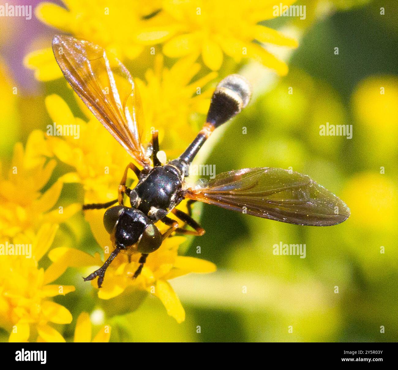 (Physoconops obscuripennis) Insecta Stock Photo - Alamy
