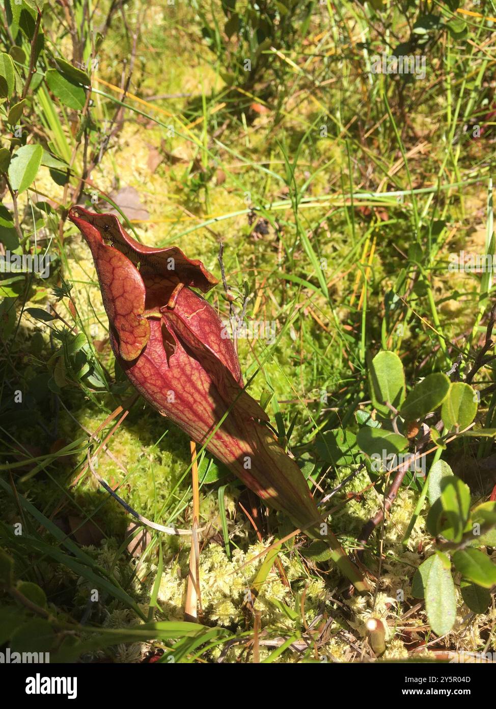 northern purple pitcher plant (Sarracenia purpurea purpurea) Plantae ...