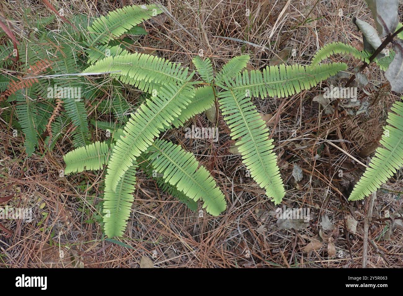 false staghorn fern (Dicranopteris linearis) Plantae Stock Photo - Alamy