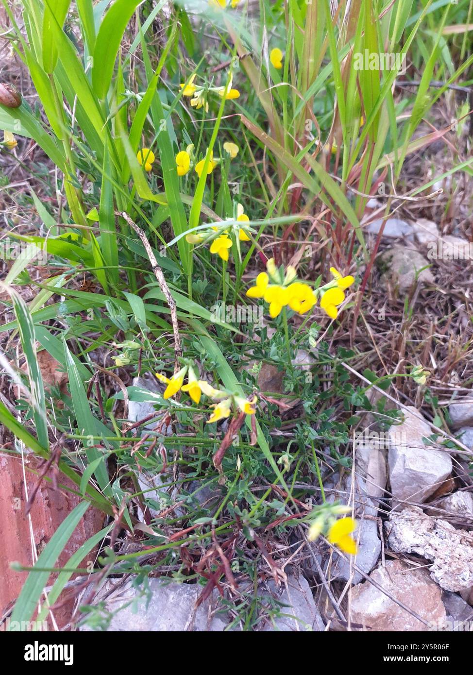 bird's-foot trefoils (Lotus) Plantae Stock Photo - Alamy