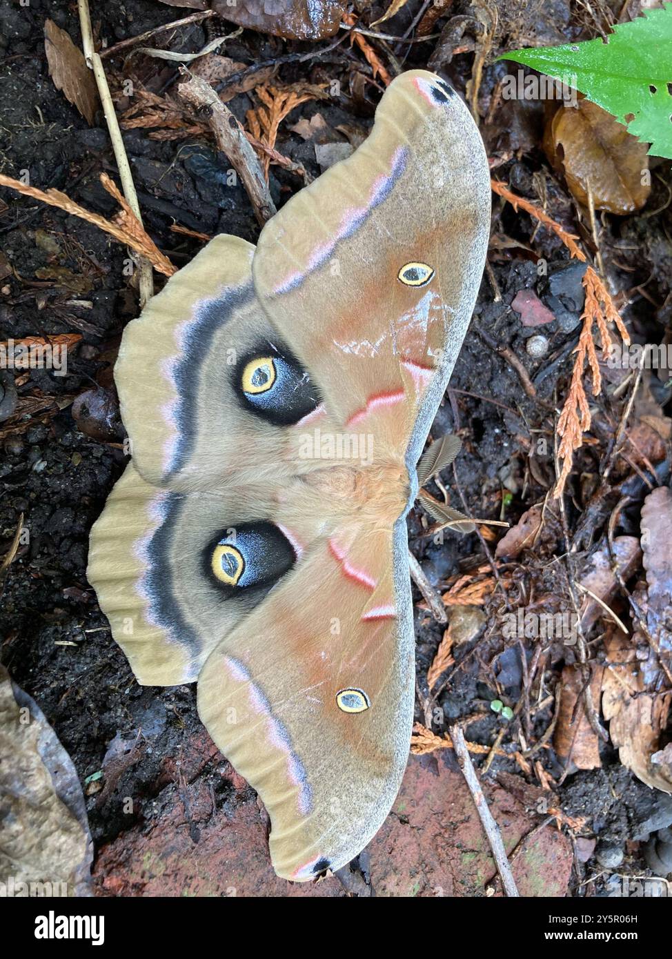 Polyphemus Moth (Antheraea polyphemus) Insecta Stock Photo - Alamy
