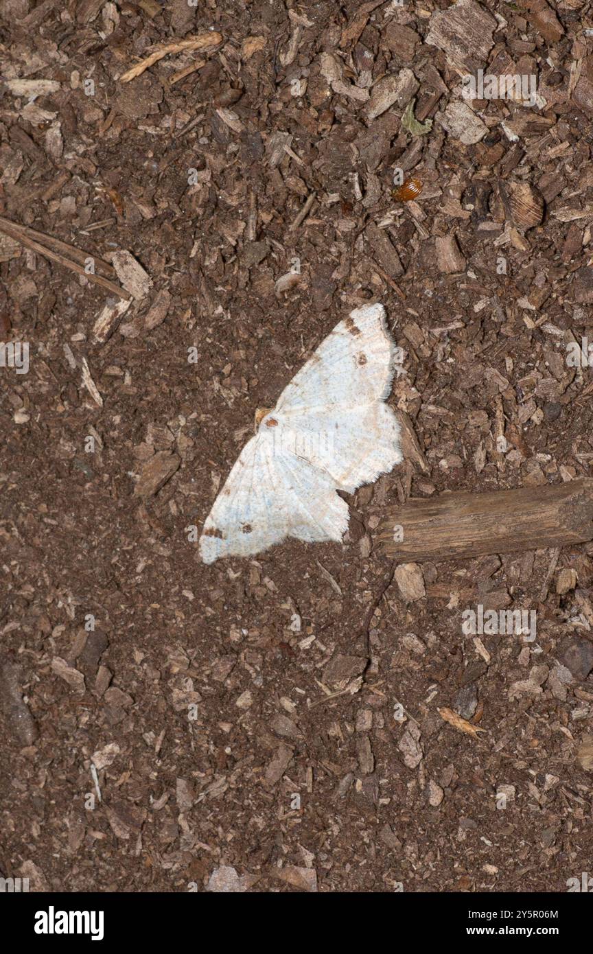 Red-headed Inchworm Moth (Macaria bisignata) Insecta Stock Photo - Alamy