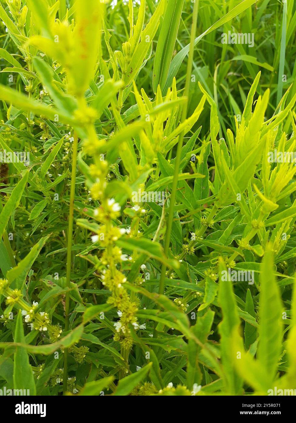 Rough Bugleweed (Lycopus asper) Plantae Stock Photo - Alamy