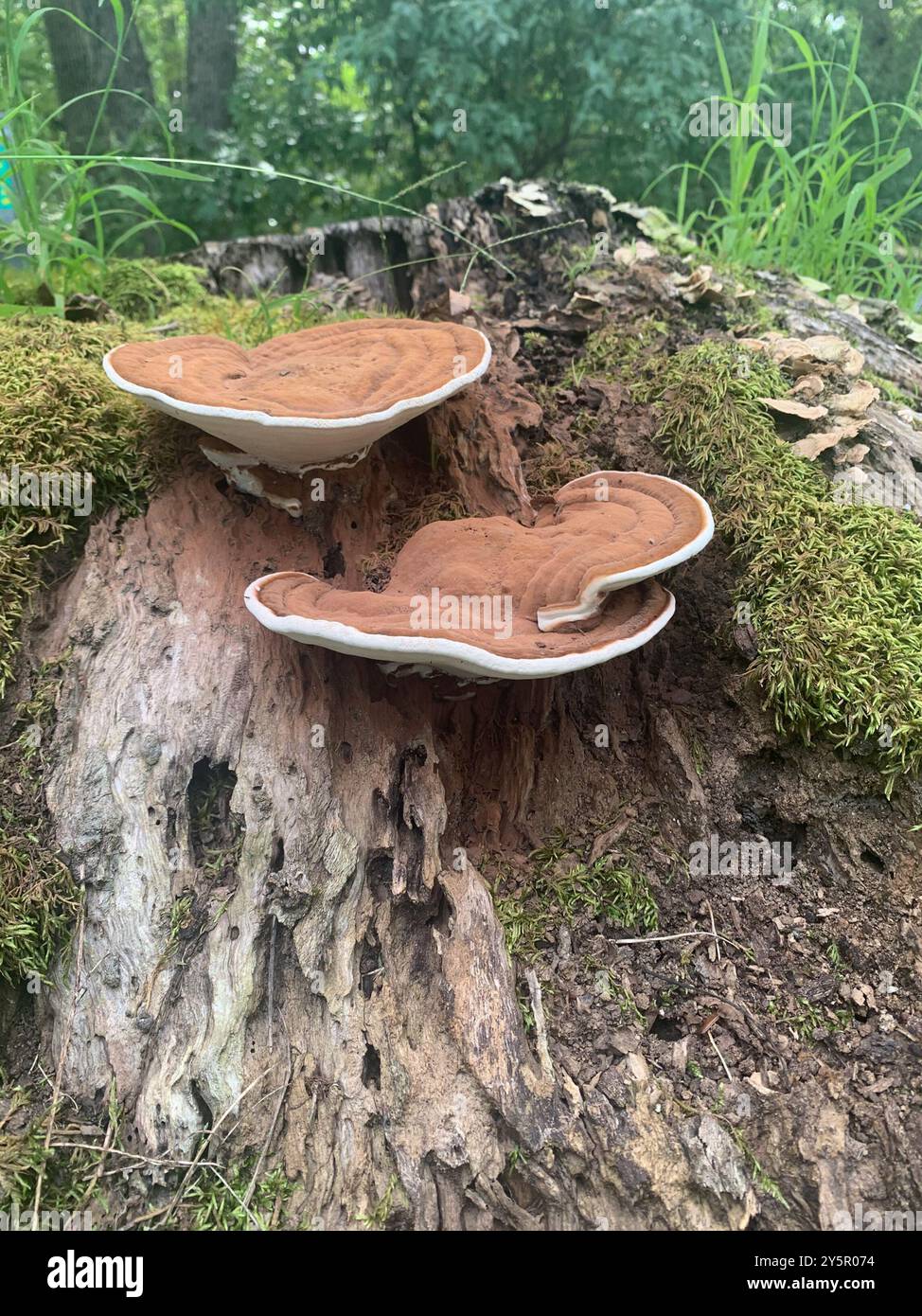 artist's bracket (Ganoderma applanatum) Fungi Stock Photo - Alamy