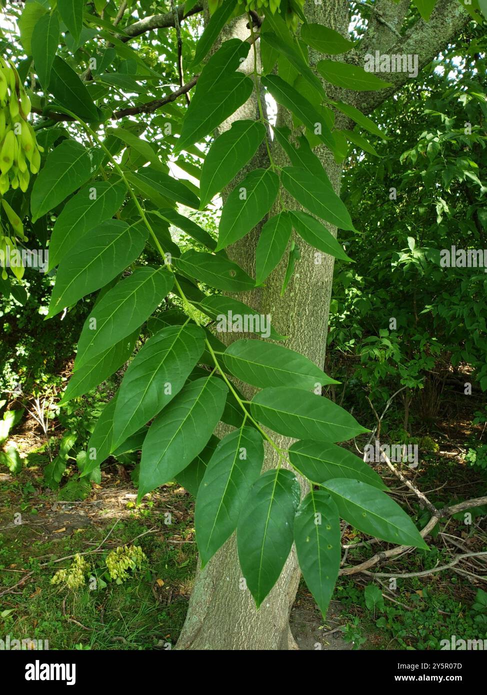 tree-of-heaven (Ailanthus altissima) Plantae Stock Photo - Alamy