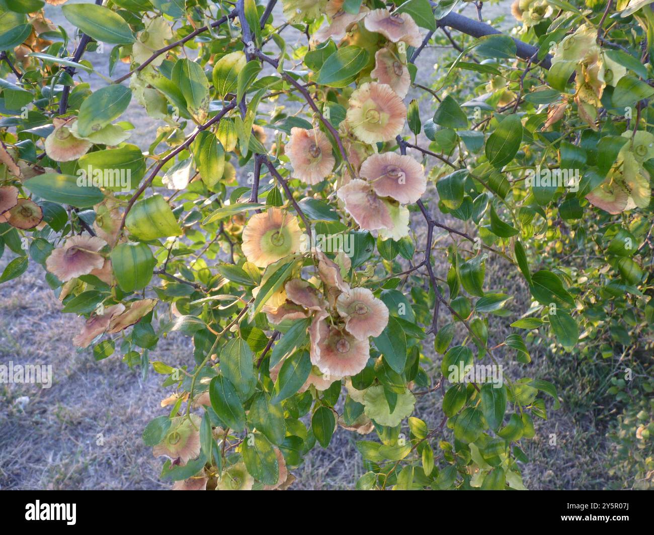 Jerusalem Thorn (Paliurus spina-christi) Plantae Stock Photo - Alamy