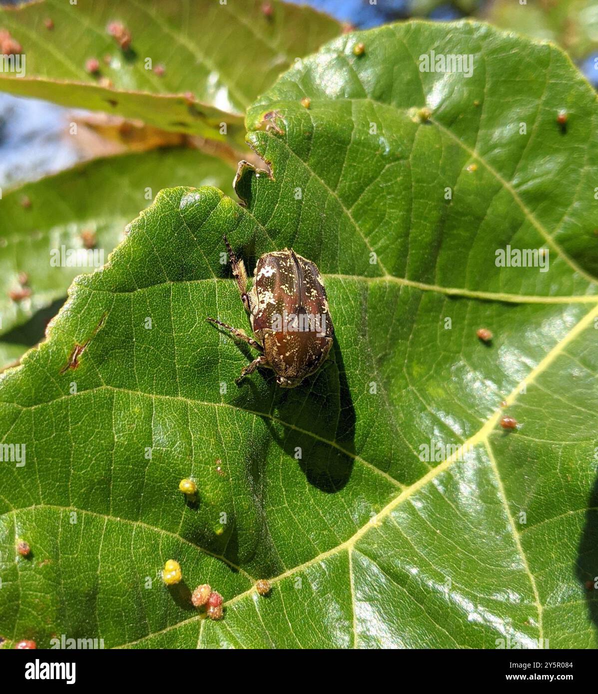 Mango Flower Beetle (Protaetia fusca) Insecta Stock Photo - Alamy