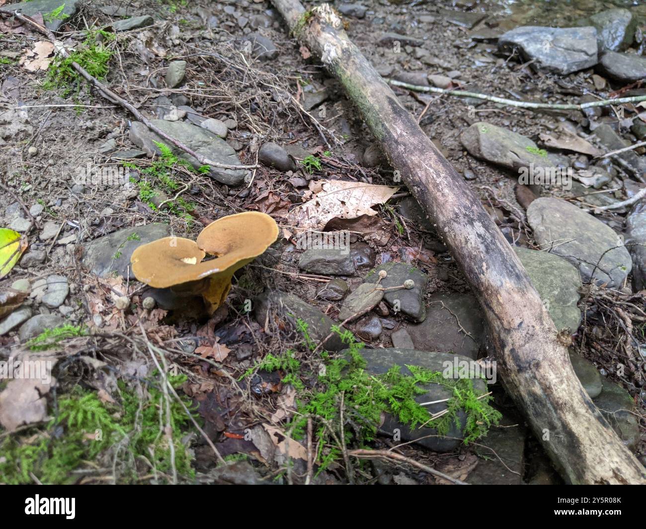 ash-tree bolete (Boletinellus merulioides) Fungi Stock Photo - Alamy
