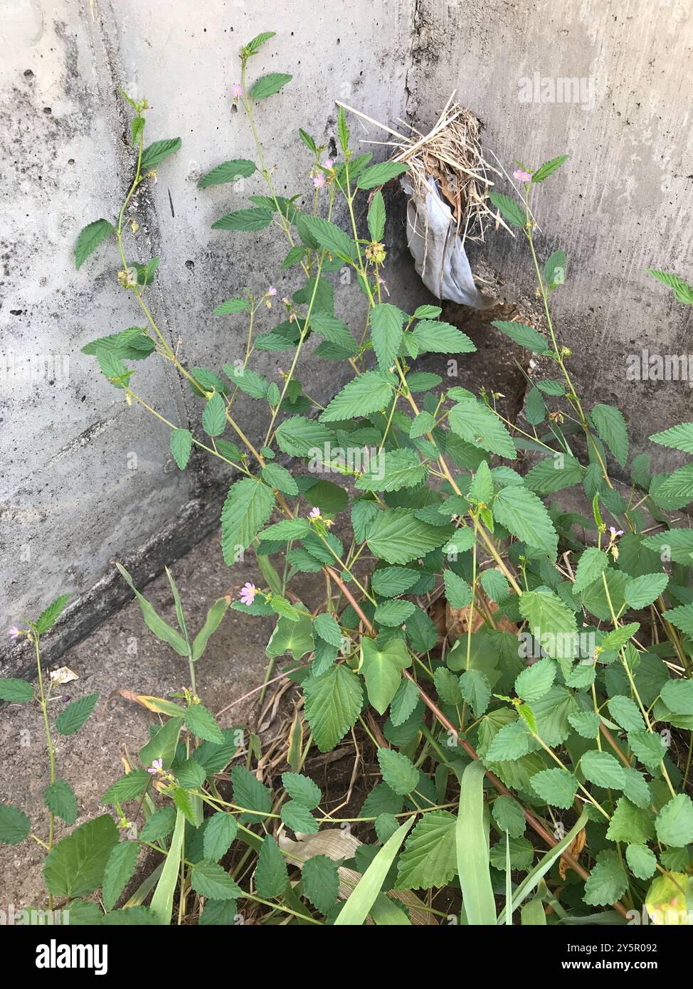 Pyramid Flower (Melochia pyramidata) Plantae Stock Photo - Alamy