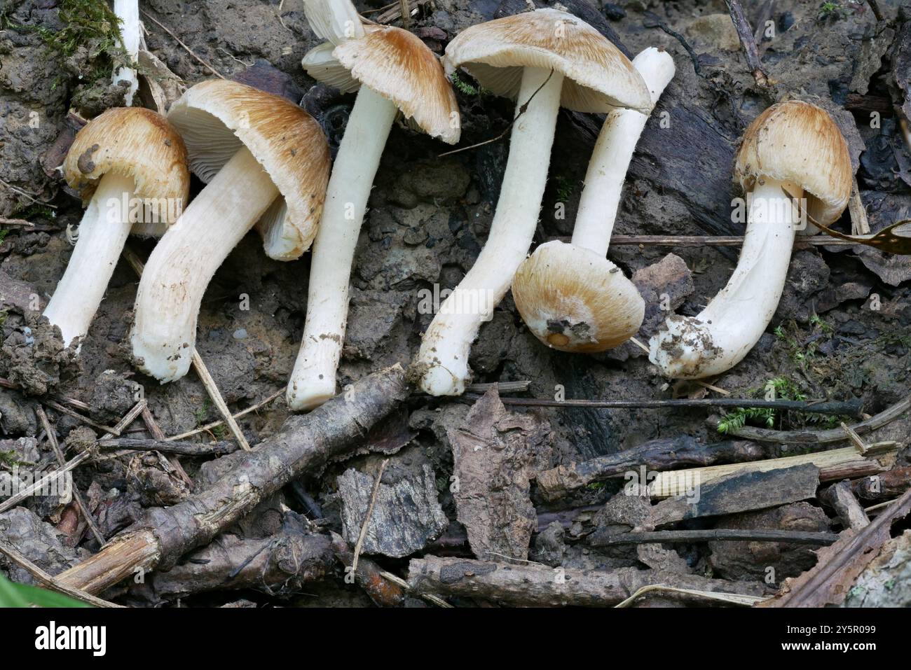 Fibercaps and Allies (Inocybaceae) Fungi Stock Photo - Alamy