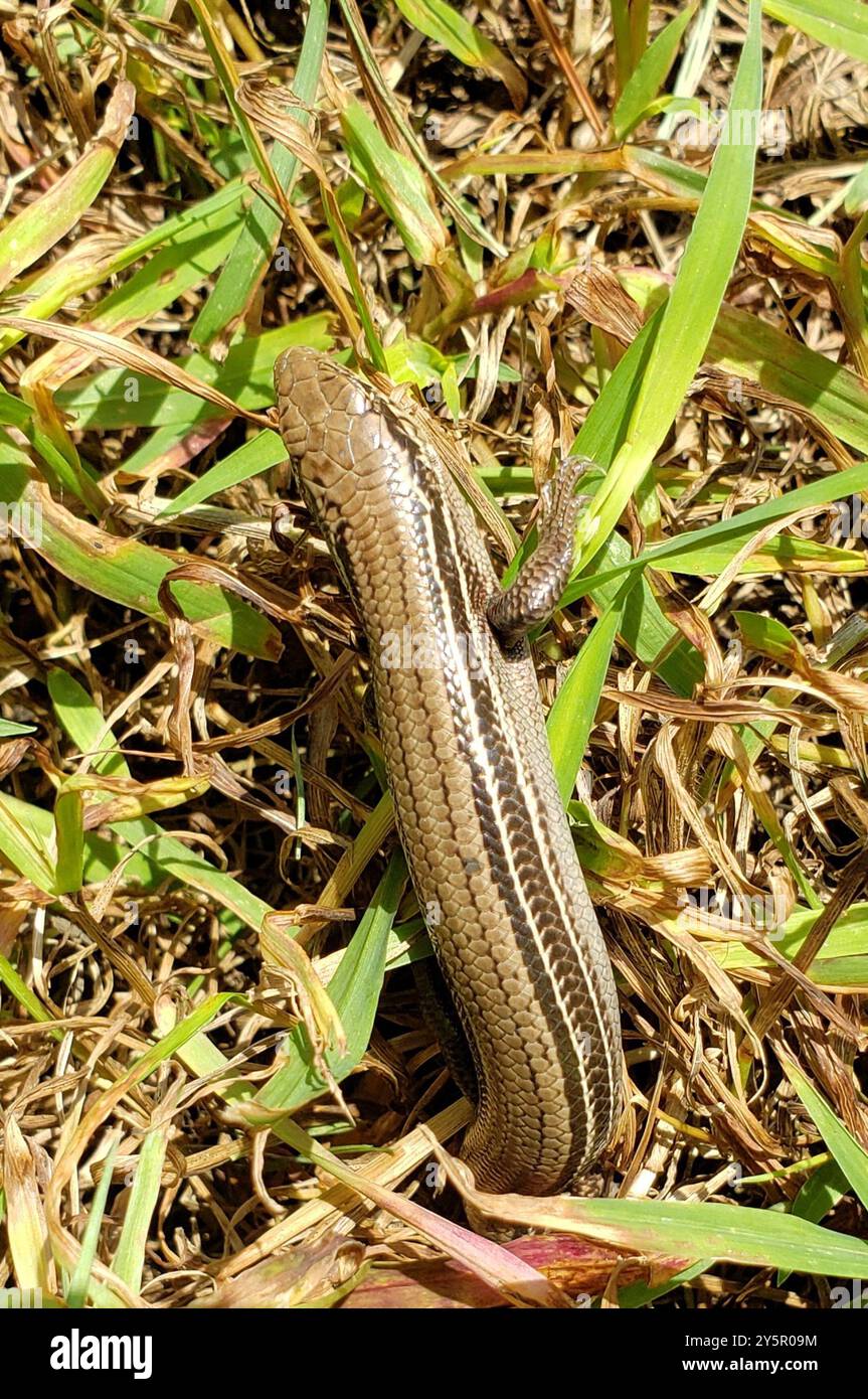 Prairie Skink (Plestiodon septentrionalis) Reptilia Stock Photo - Alamy