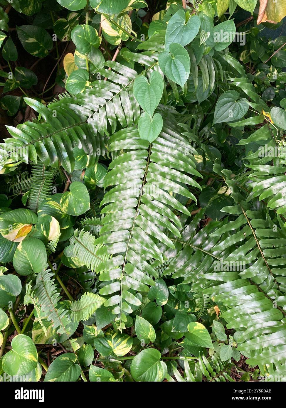 ferns (Polypodiopsida) Plantae Stock Photo - Alamy