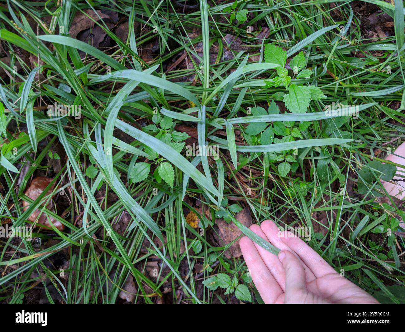 monocots (Liliopsida) Plantae Stock Photo - Alamy