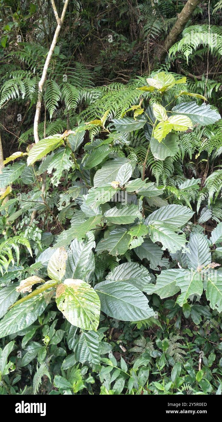 Milk Tree (Ficus benguetensis) Plantae Stock Photo - Alamy