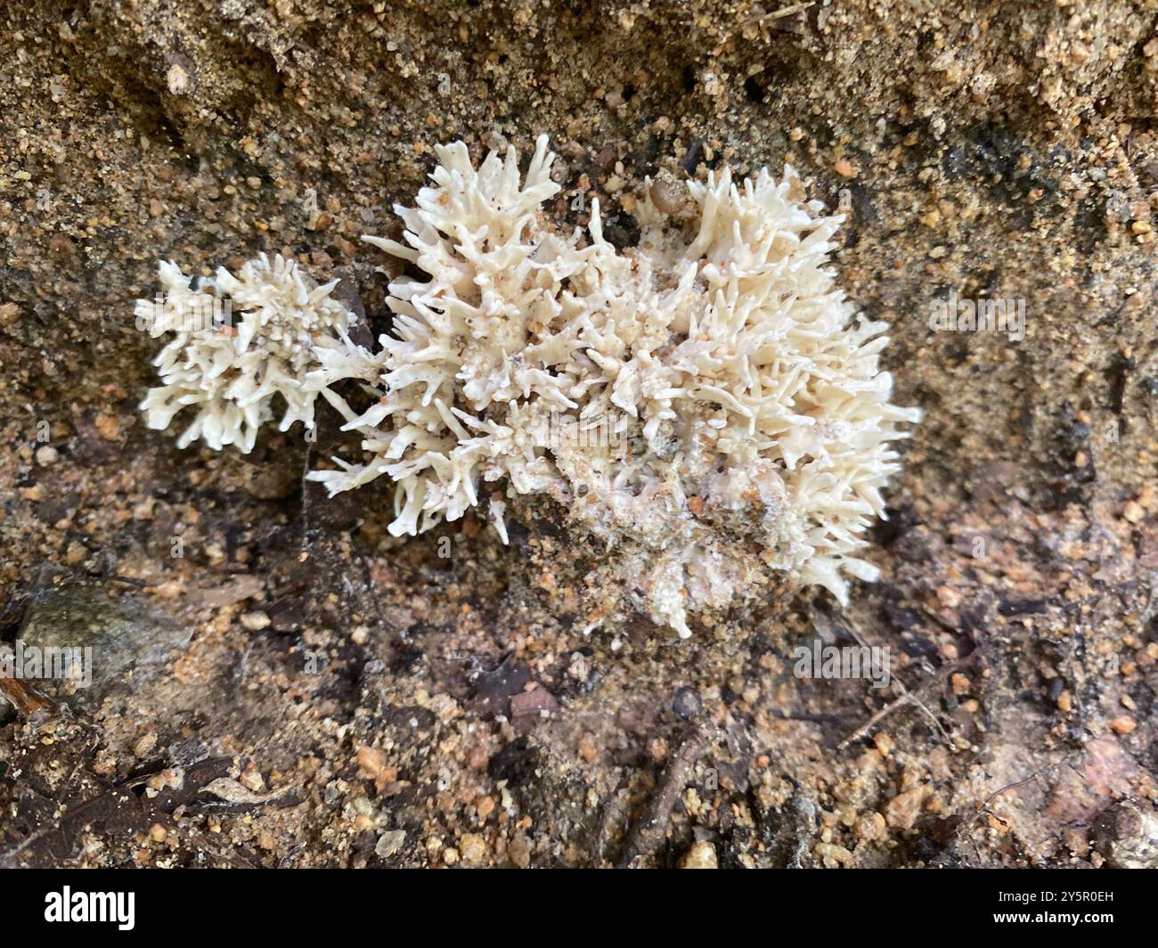 jellied false coral fungus (Sebacina schweinitzii) Fungi Stock Photo ...