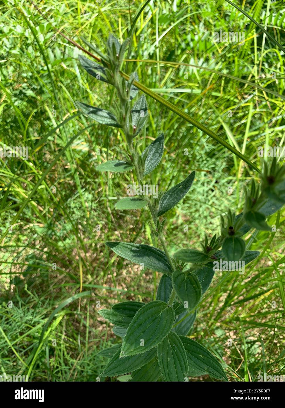 stoneseeds, puccoons, and gromwells (Lithospermum) Plantae Stock Photo ...