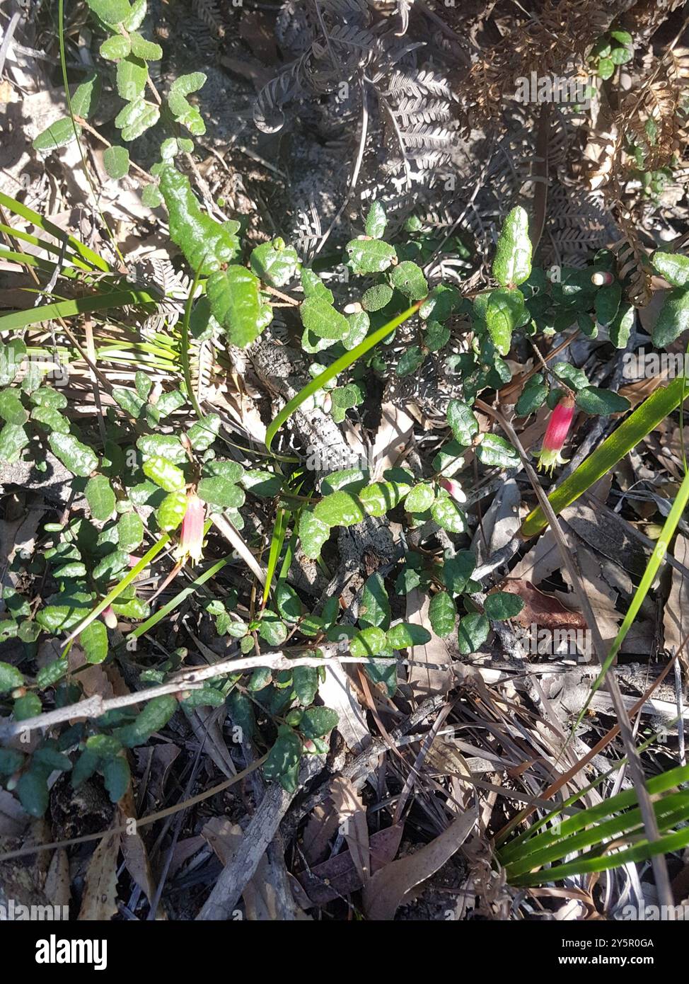 Common Correa (Correa reflexa) Plantae Stock Photo - Alamy