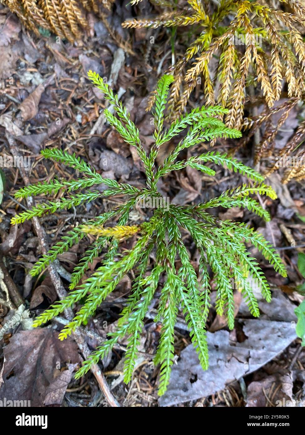 flat-branched tree-clubmoss (Dendrolycopodium obscurum) Plantae Stock ...