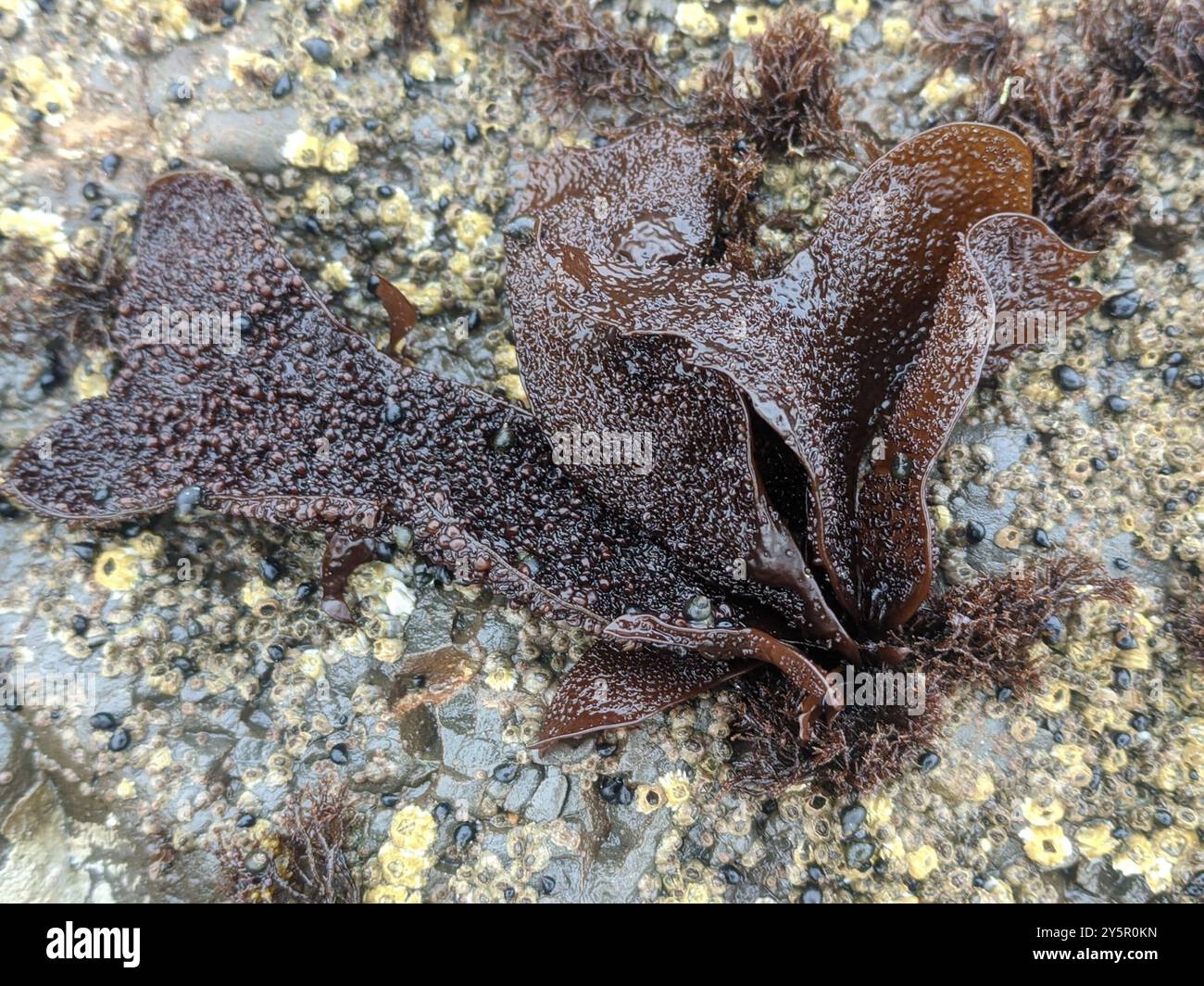 Turkish washcloth (Mastocarpus papillatus) Plantae Stock Photo - Alamy