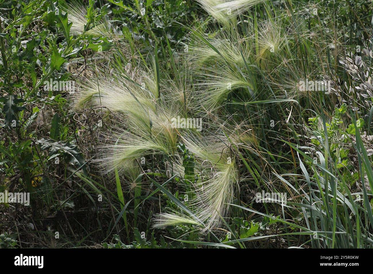 Foxtail Barley (Hordeum jubatum) Plantae Stock Photo - Alamy