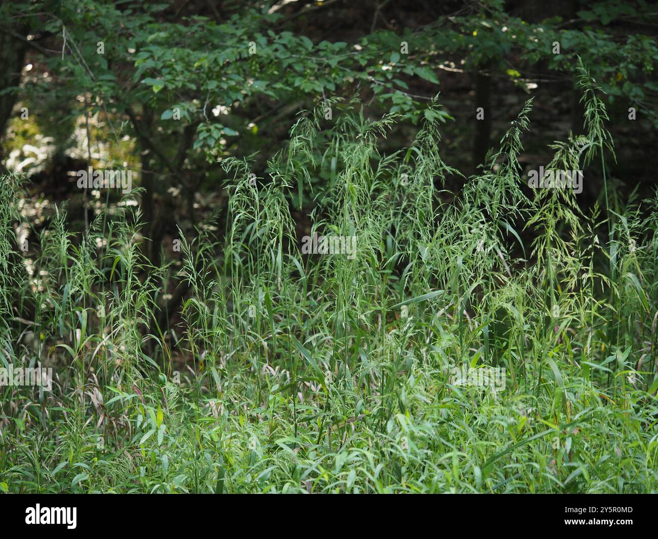 stout wood reed (Cinna arundinacea) Plantae Stock Photo - Alamy