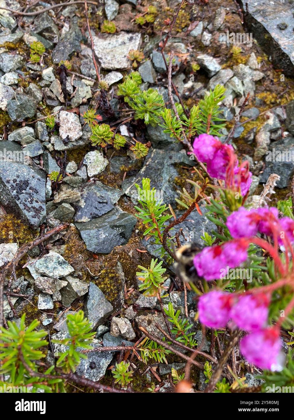 pink mountainheath (Phyllodoce empetriformis) Plantae Stock Photo - Alamy