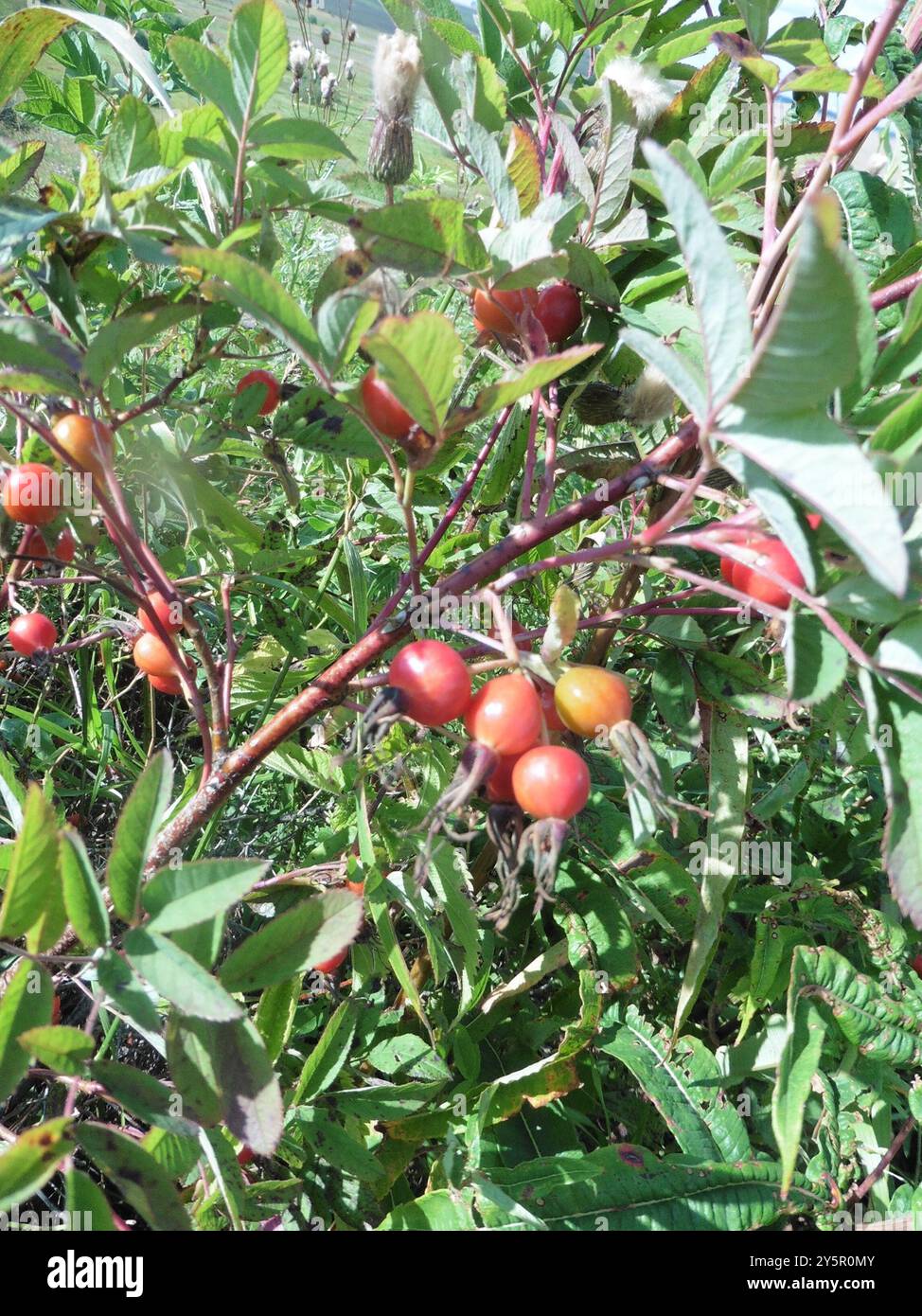 Cinnamon Rose (Rosa majalis) Plantae Stock Photo - Alamy