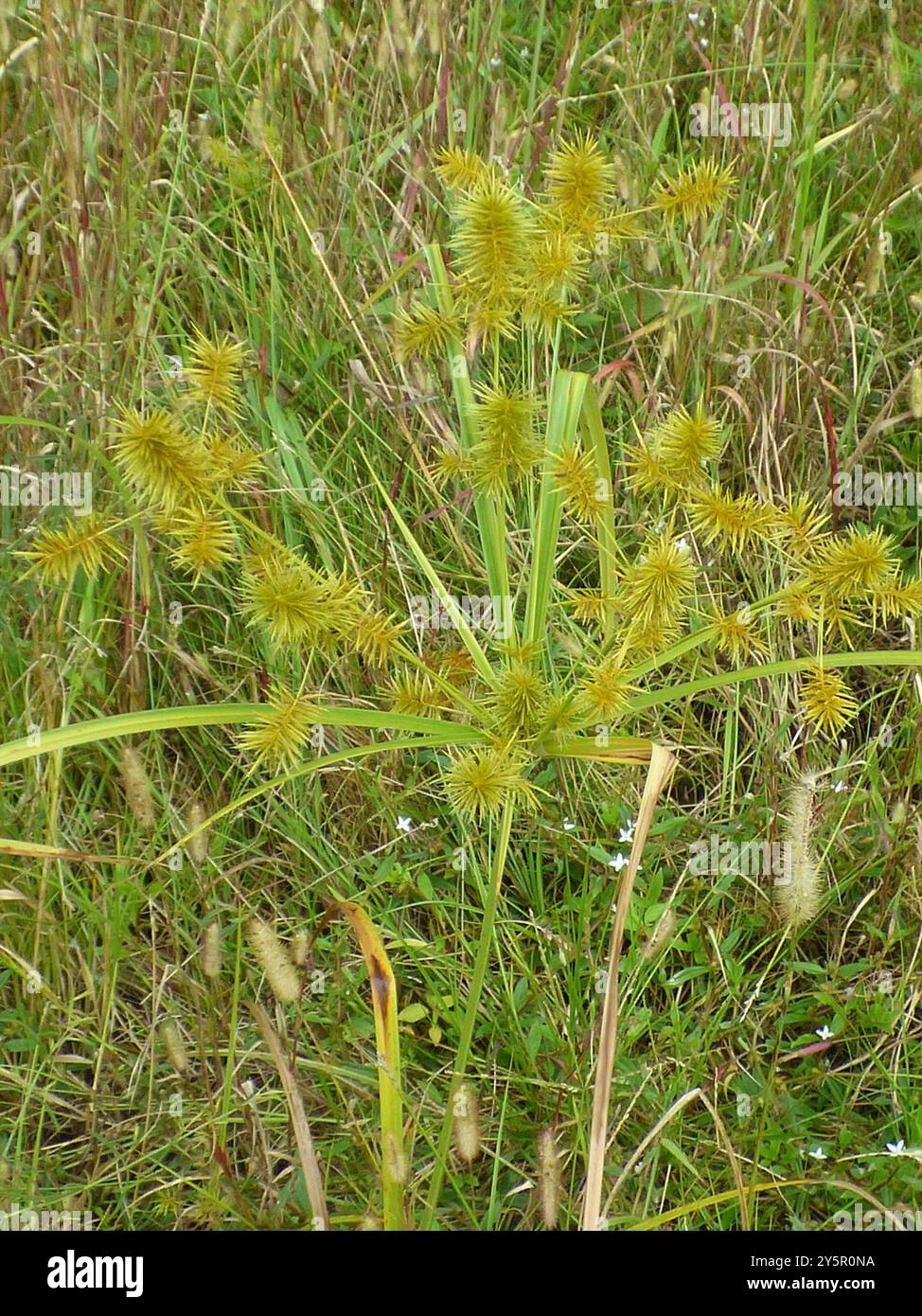straw-colored flatsedge (Cyperus strigosus) Plantae Stock Photo - Alamy