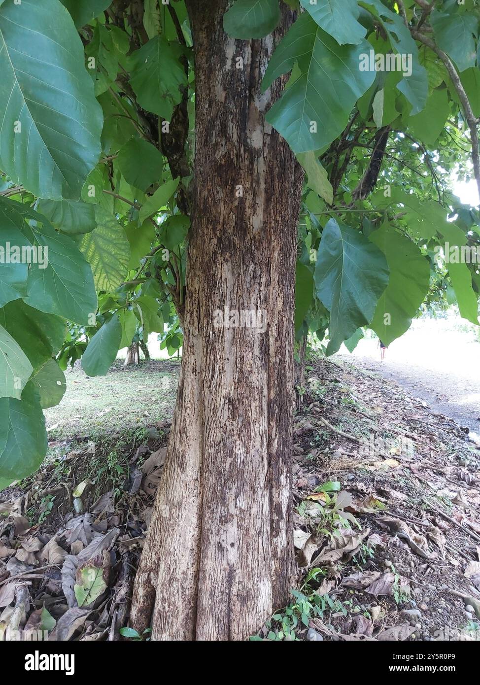 Teak (Tectona grandis) Plantae Stock Photo - Alamy