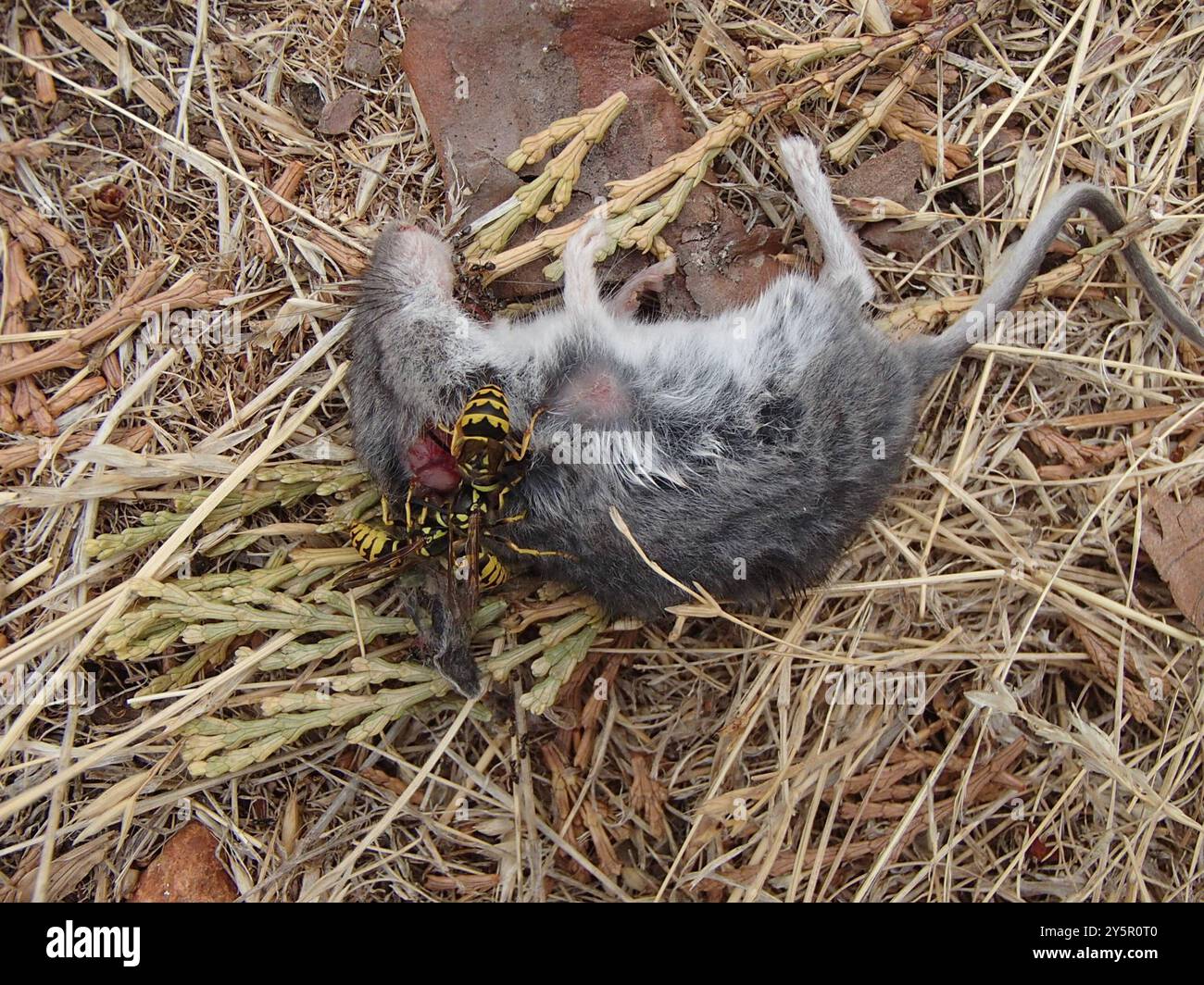 Western Yellowjacket (Vespula pensylvanica) Insecta Stock Photo - Alamy