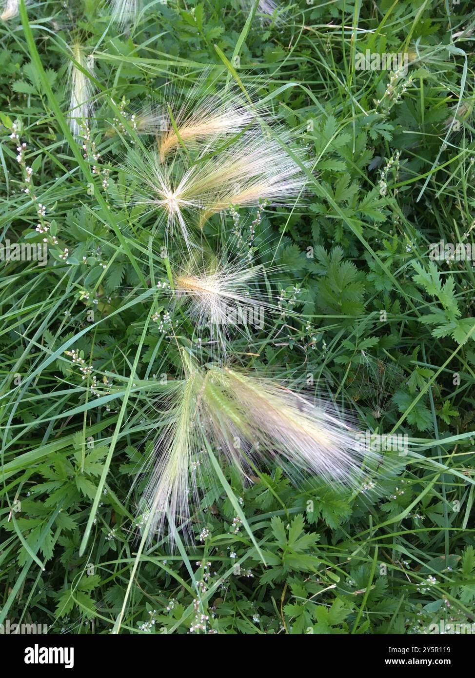 Foxtail Barley (Hordeum jubatum) Plantae Stock Photo - Alamy