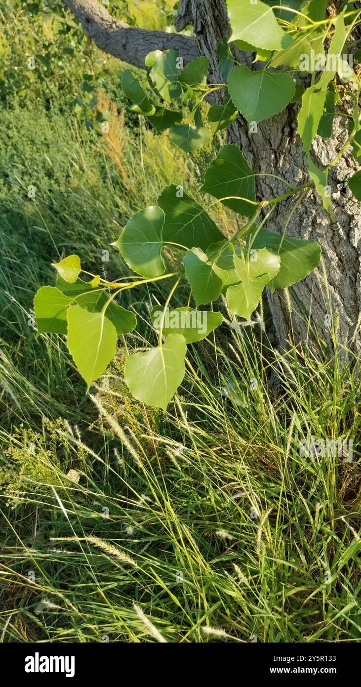 Eastern Cottonwood (Populus deltoides) Plantae Stock Photo - Alamy
