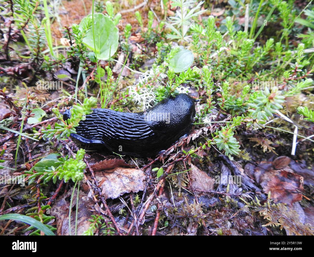 Black Slug (Arion ater) Mollusca Stock Photo - Alamy