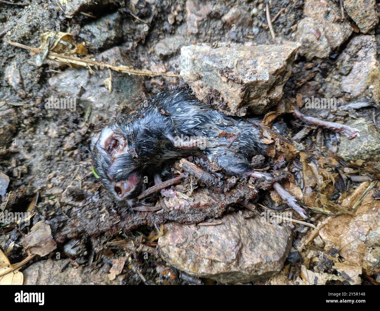 Mice, Rats, and Hamsters (Myomorpha) Mammalia Stock Photo - Alamy