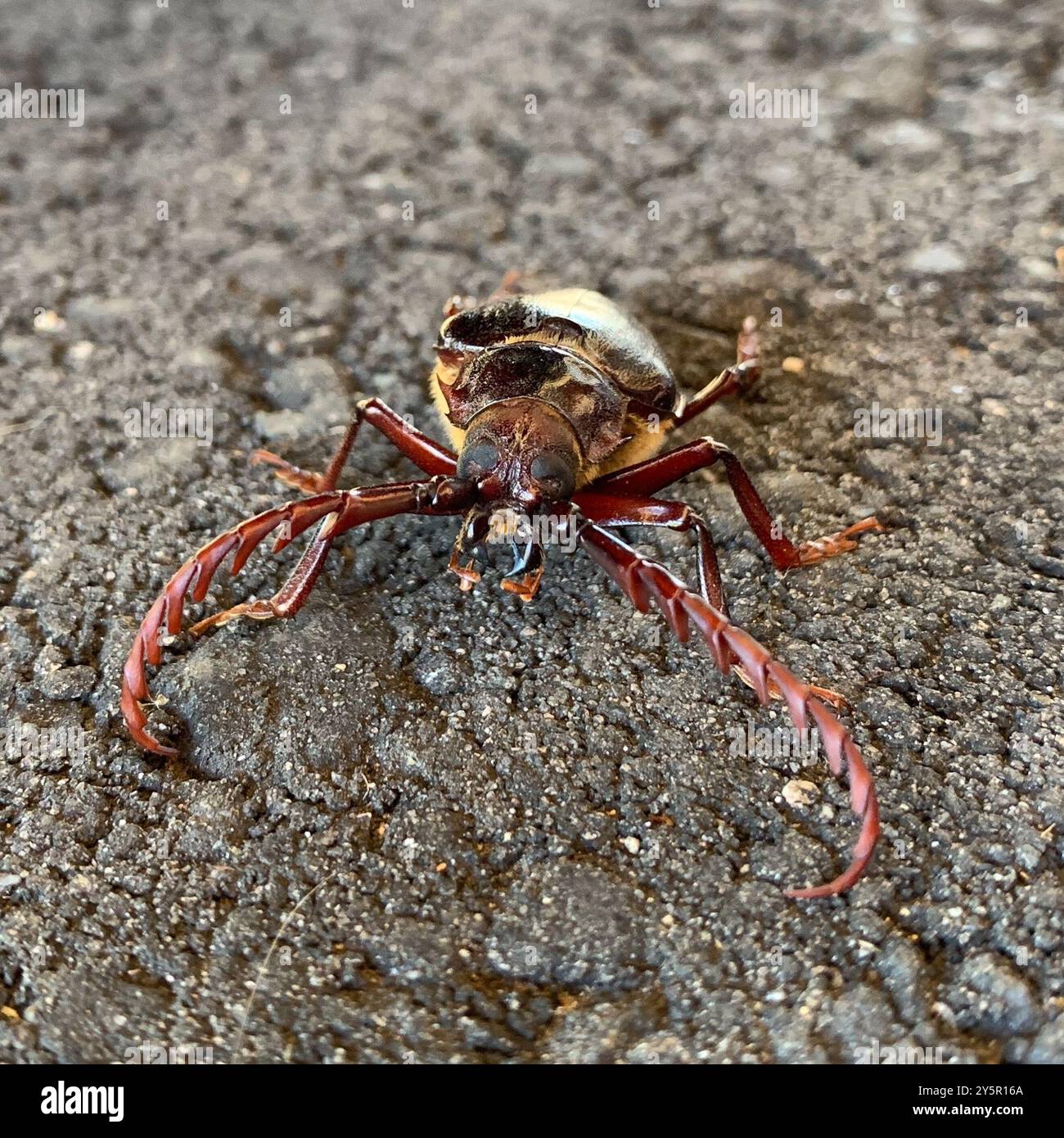 California Root Borer (Prionus californicus) Insecta Stock Photo - Alamy