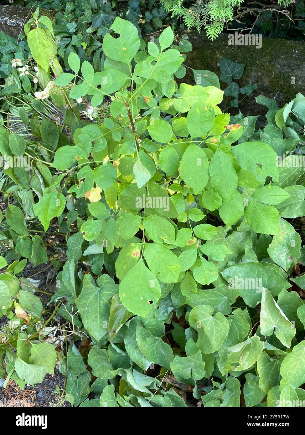 Oregon Ash (Fraxinus latifolia) Plantae Stock Photo - Alamy