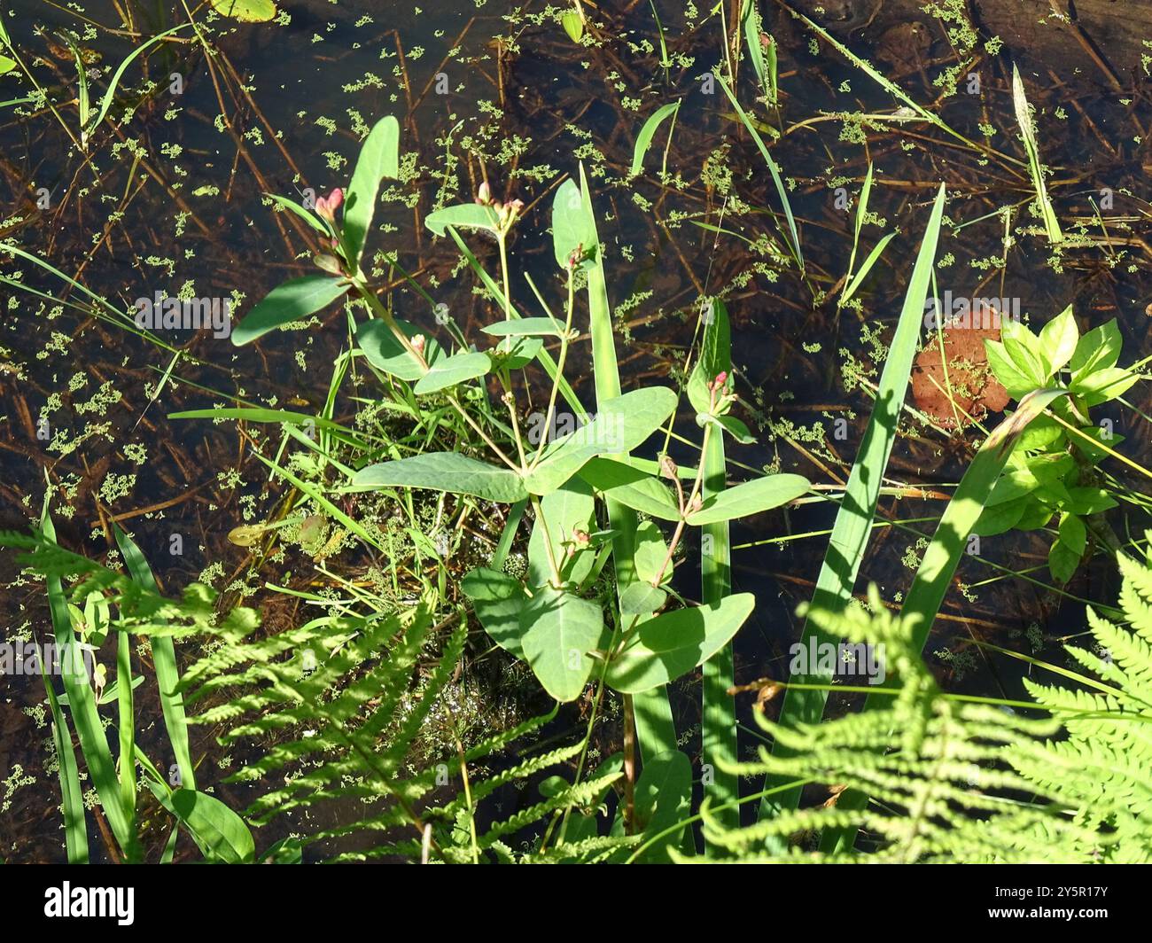 Fraser's marsh St. John's-wort (Hypericum fraseri) Plantae Stock Photo ...
