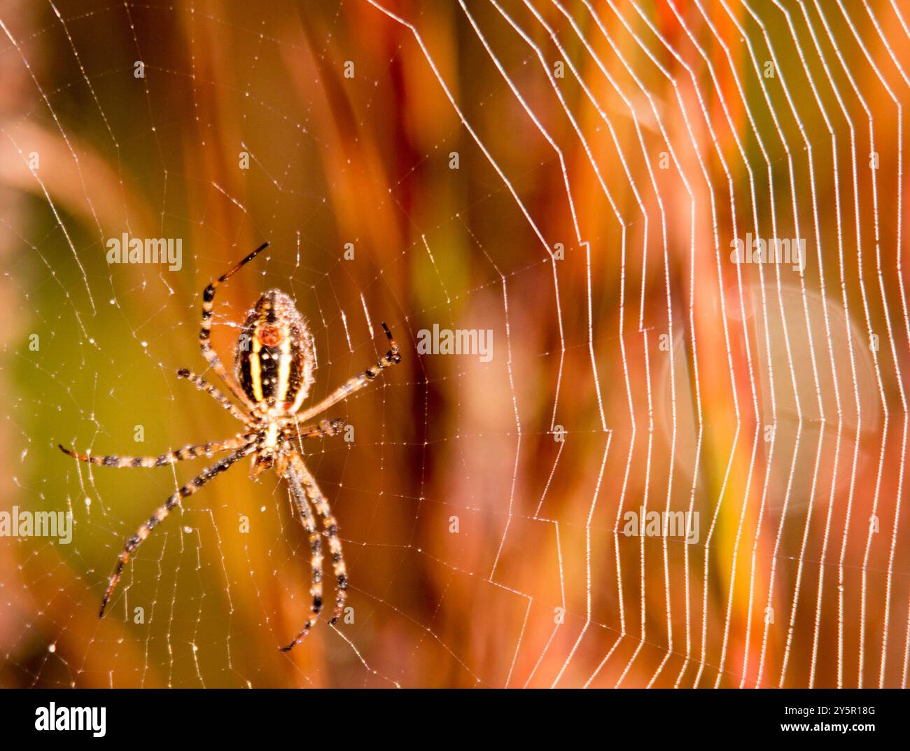 Banded Garden Spider (Argiope trifasciata) Arachnida Stock Photo - Alamy