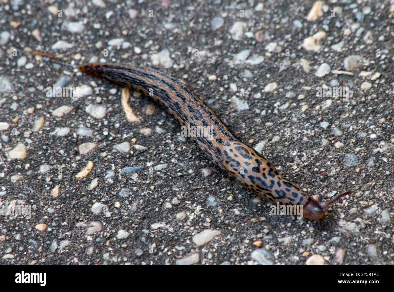 Leopard Slug (Limax maximus) Mollusca Stock Photo - Alamy