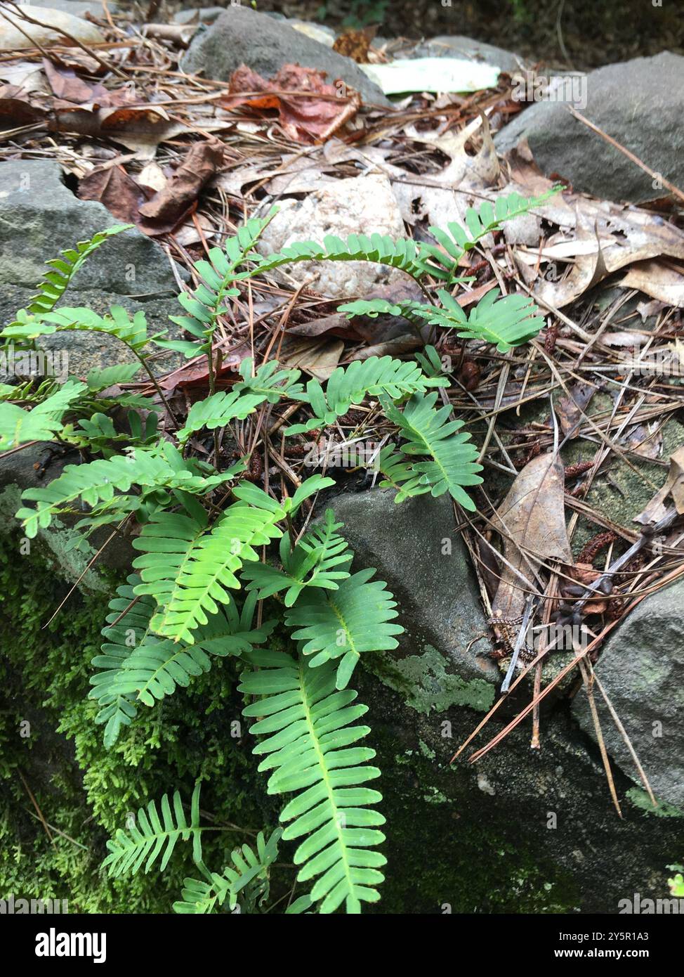 resurrection fern (Pleopeltis michauxiana) Plantae Stock Photo - Alamy