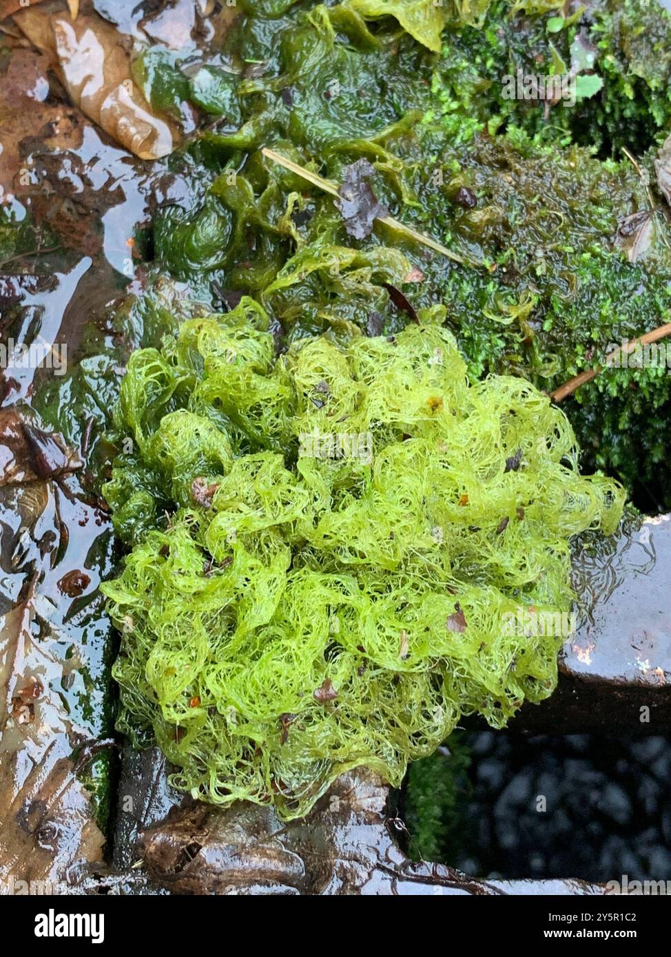Gutweed (Ulva intestinalis) Plantae Stock Photo - Alamy
