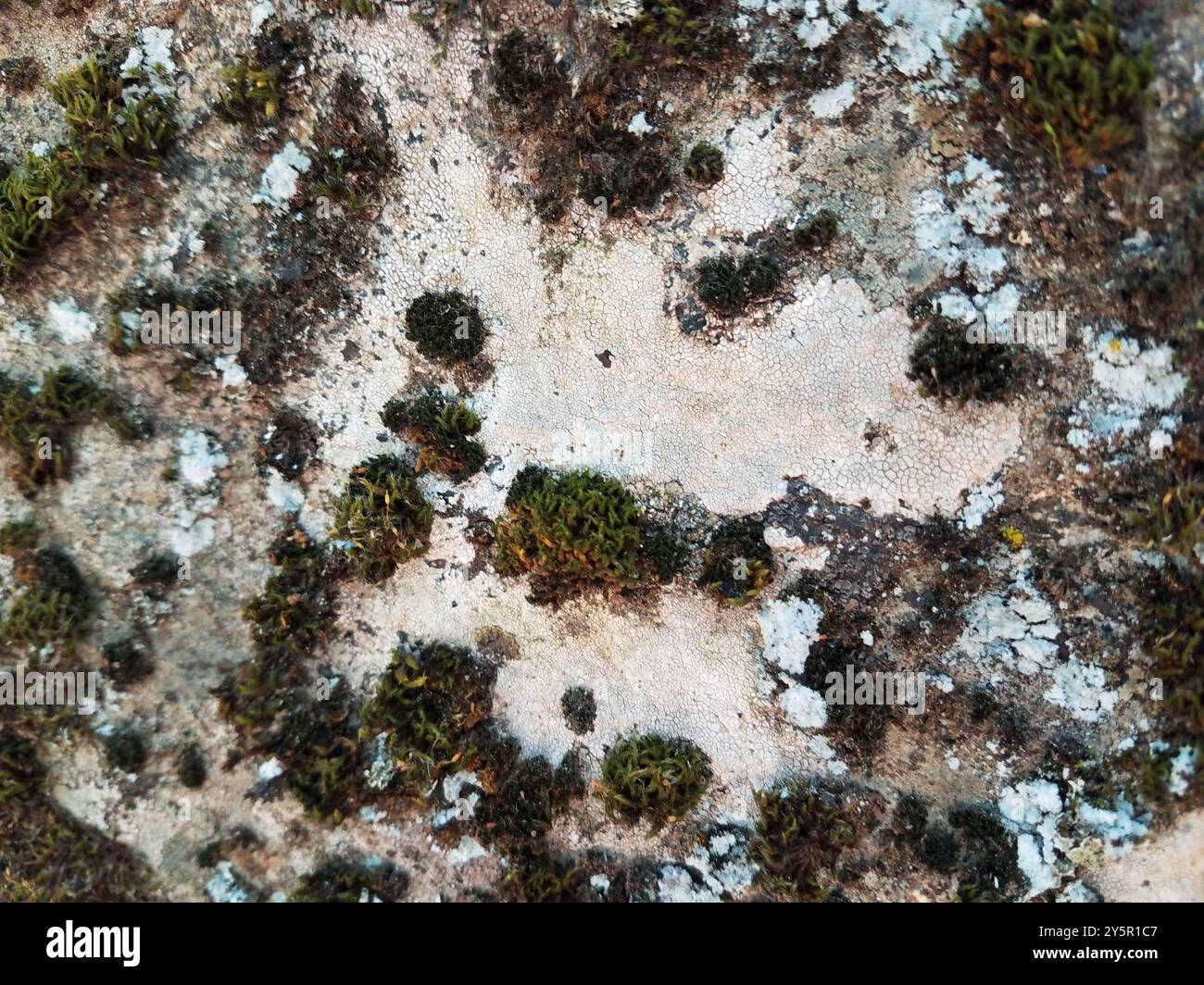 Tile Lichens (Lecidea) Fungi Stock Photo - Alamy